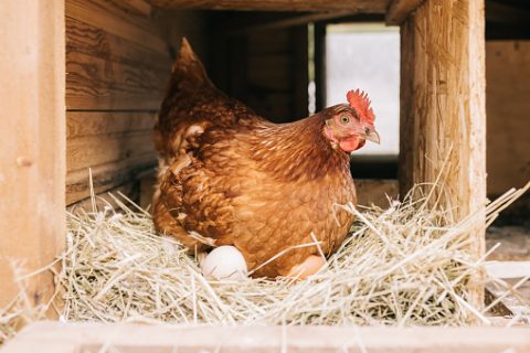 How To Breed Layers Chickens - Tremhost News