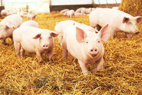 How To Start A Piggery Project - Tremhost News