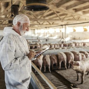 How To Start A Piggery Project - Tremhost News