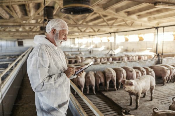 What are the common challenges faced in a piggery project? - Tremhost News