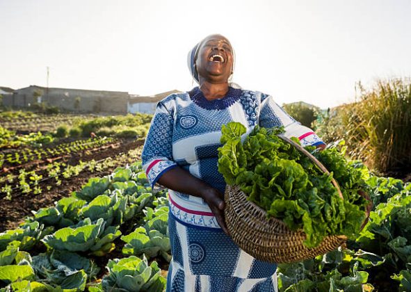 10 Benefits of Organic Farming in Africa - Tremhost News